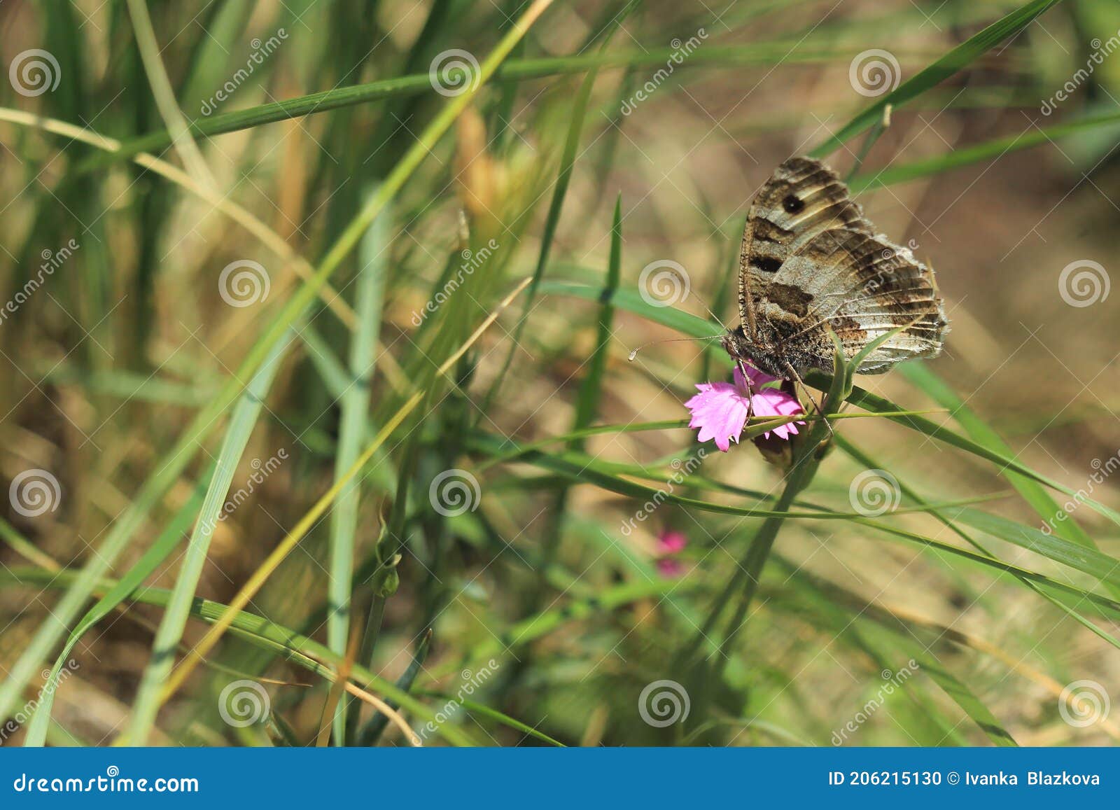 Underside of Hermit Butterfly Stock Photo - Image of underside, plant ...