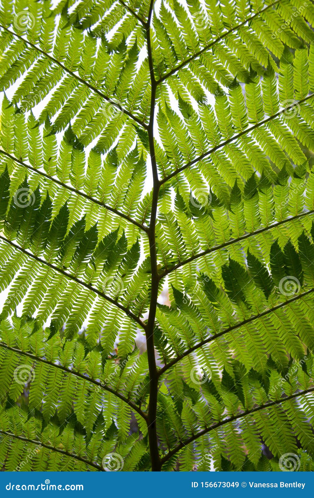 Underside of a Large Green Tree Fern Branch Stock Image - Image of ...