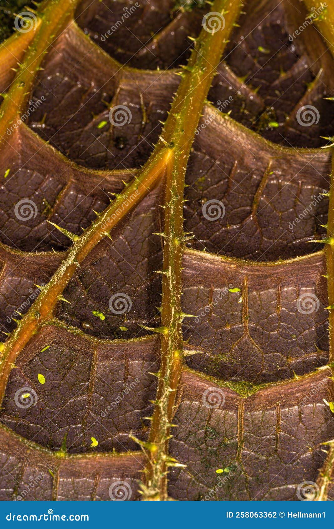 Underside of a Waterlily Leaf Stock Photo - Image of texture, foliage ...