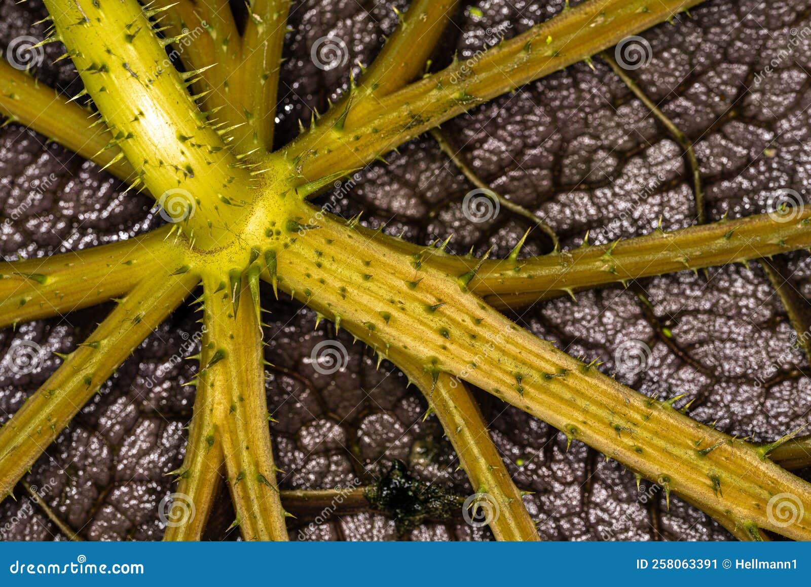 Underside of a Waterlily Leaf Stock Image - Image of giant, background ...