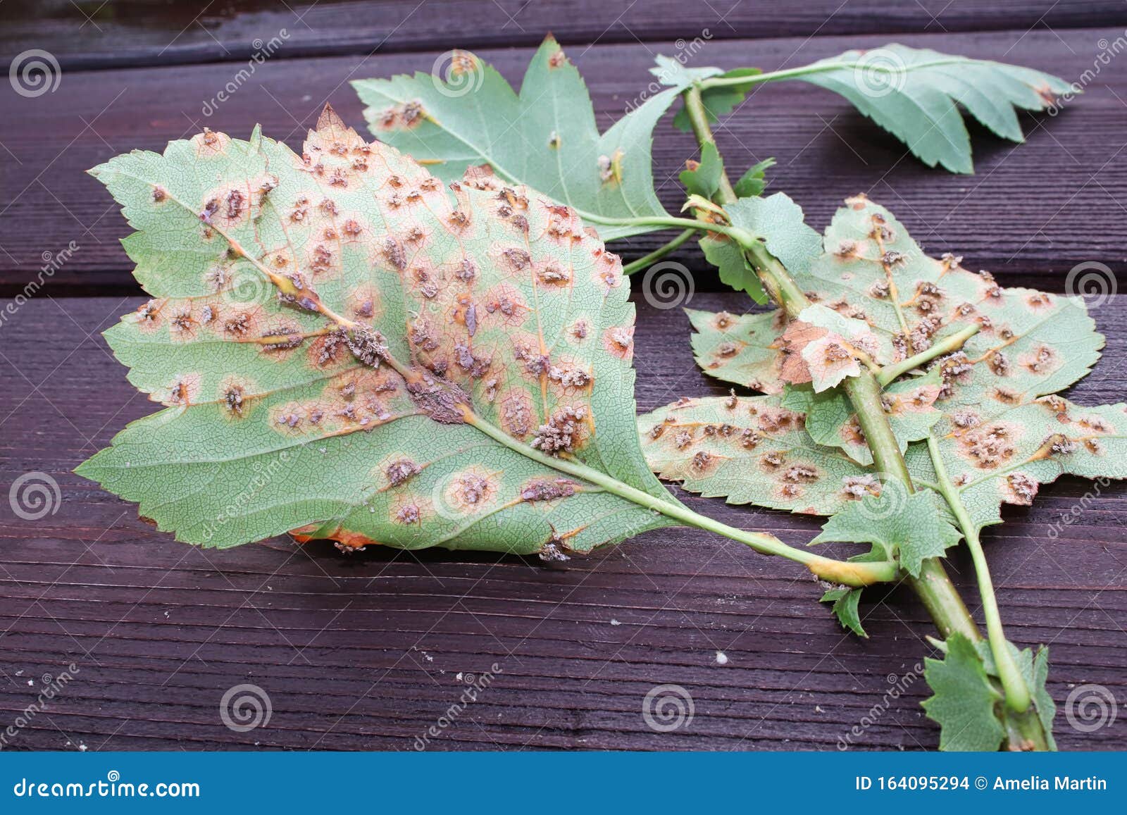 The Underside of Leaves Infected with Juniper Hawthorn Rust Stock Photo ...