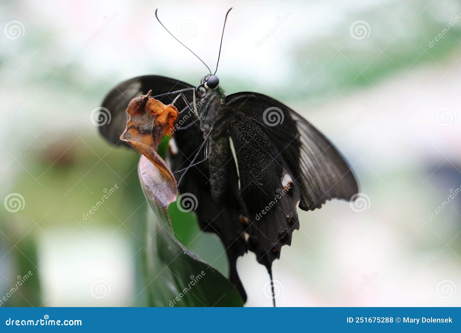 Underside of a Malabar Banded Peacock Swallowtail Butterfly Stock Photo ...