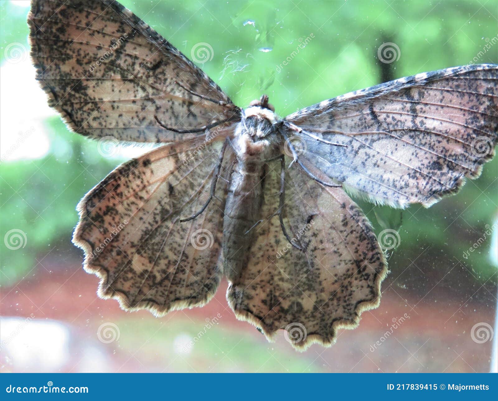Underside of Moth on Wet Window Close-up Stock Image - Image of wings ...