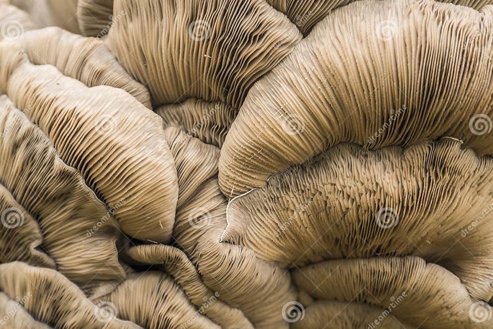 Underside of a mushroom stock image. Image of mushroom - 49661789