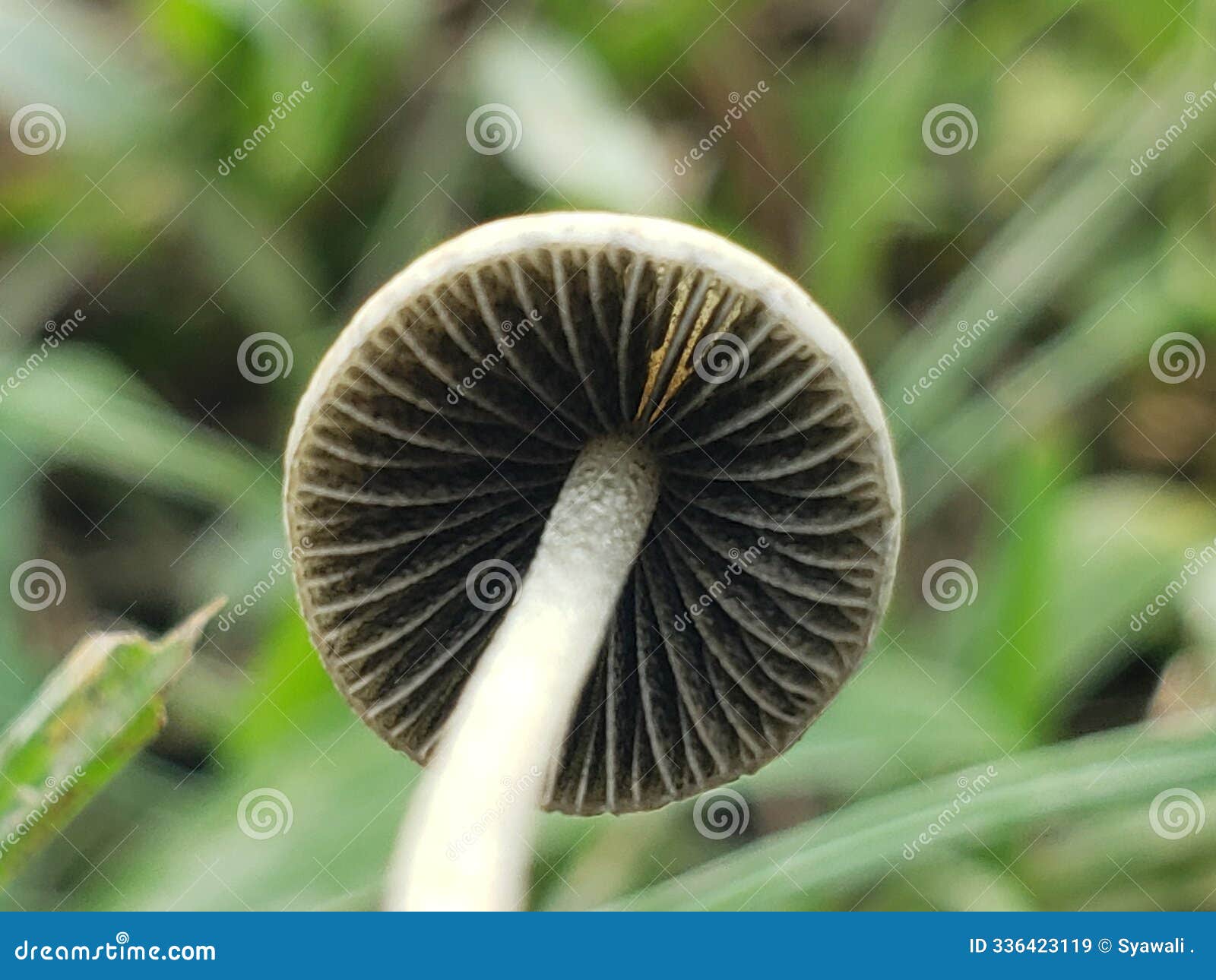 Underside of a Mushroom with Dark Gills Stock Image - Image of outdoor ...
