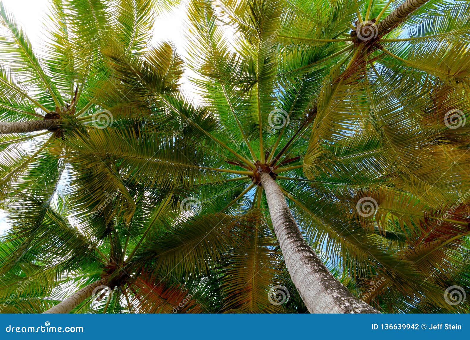 Underside of Palm Trees from Below Stock Photo - Image of tropical ...