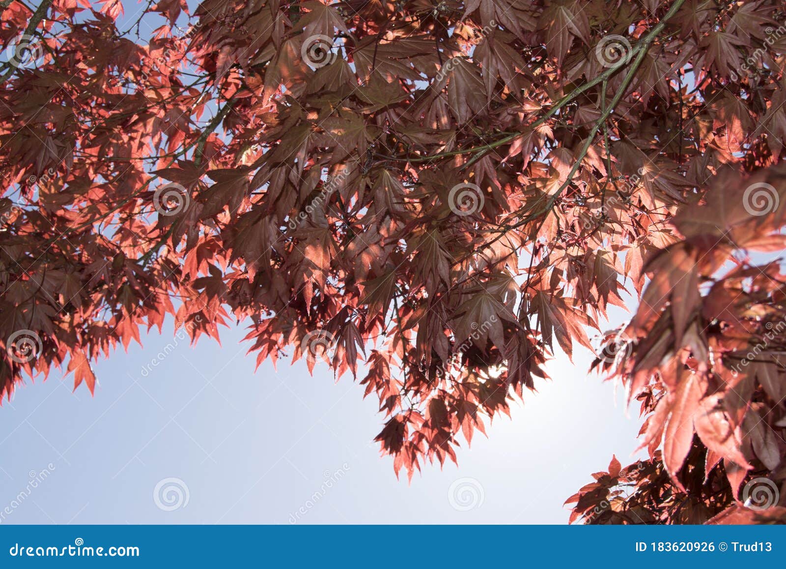 Underside of Red Maple Tree with Blue Sky and Sunshine Stock Photo ...