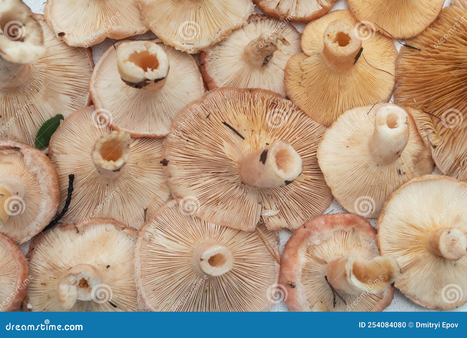 Underside of Red Mushrooms Howing Gills Stock Photo - Image of ...