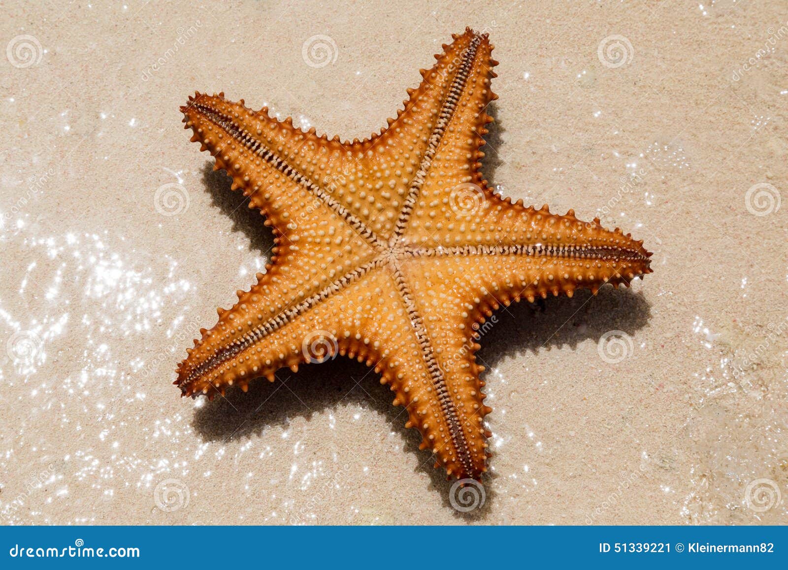Underside of a Red Starfish Stock Image - Image of beach, natural: 51339221