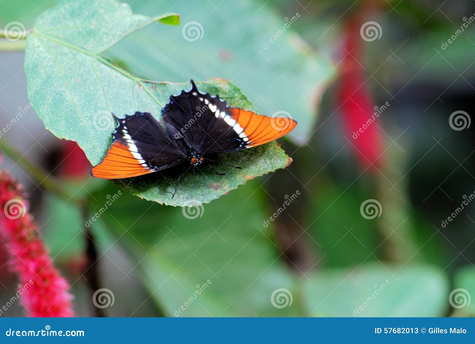 Underside of Rusty-tipped Page Butterfly Stock Image - Image of garden ...
