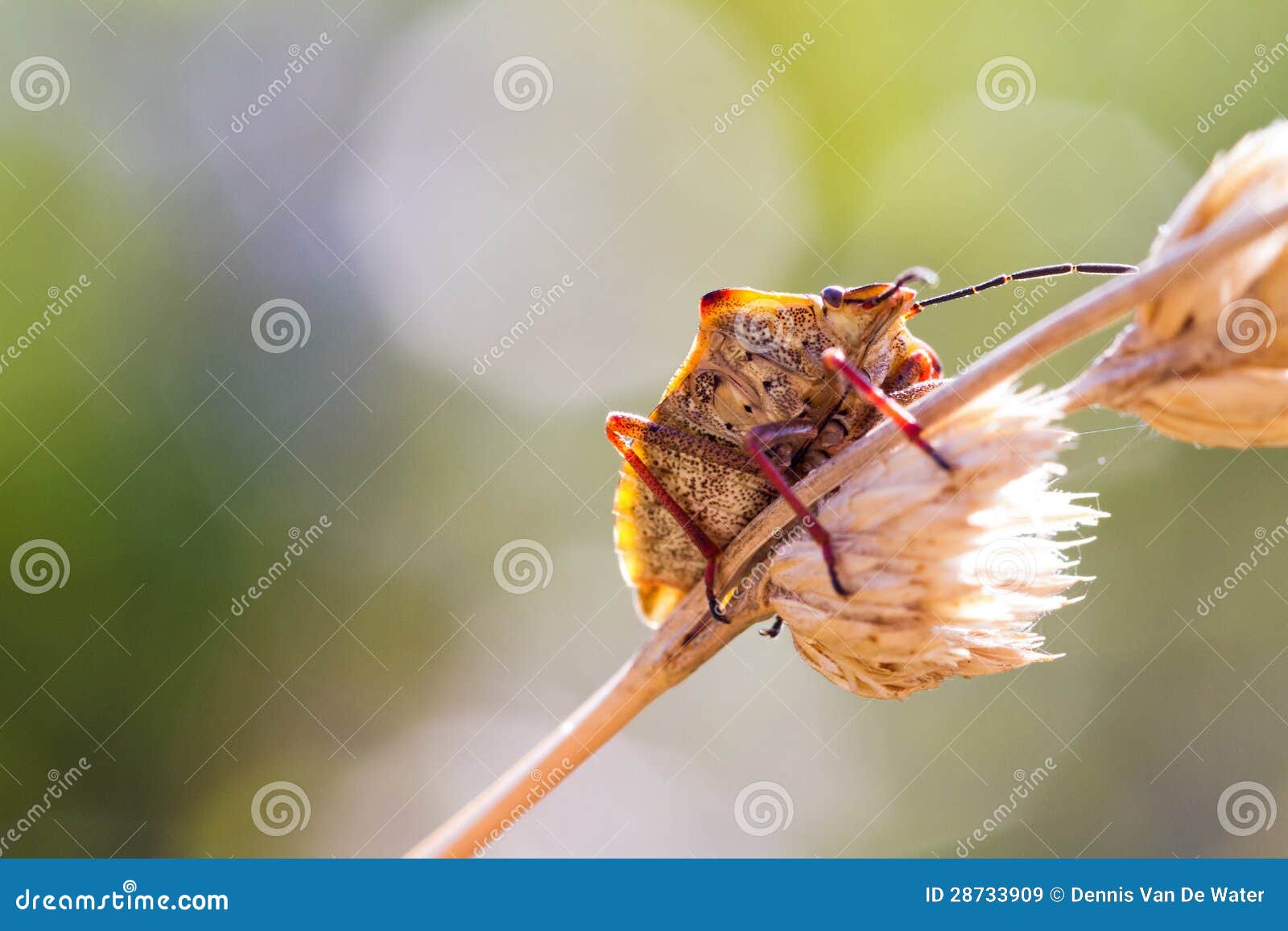 Underside shieldbug stock image. Image of nymph, closeup - 28733909