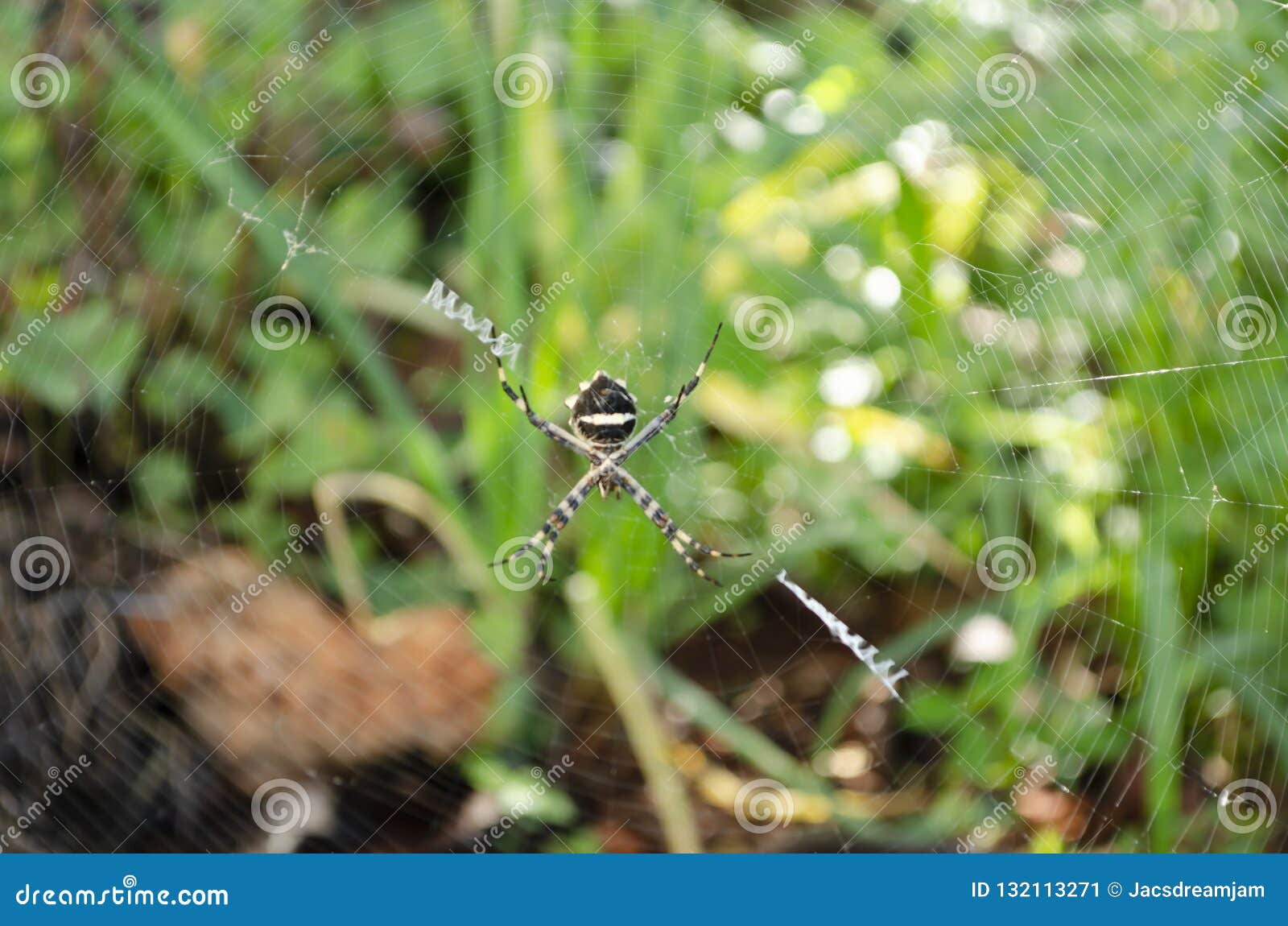 Underside of Silver Argiope Spider in Web Stock Image - Image of gold ...