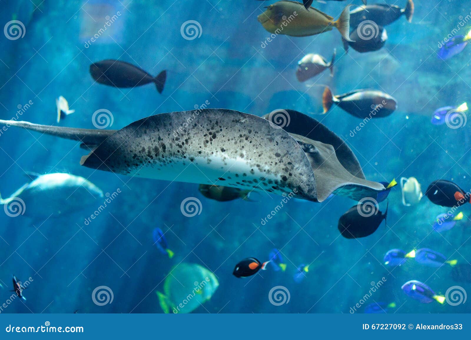 Underside of a Southern Stingray Under the Light Stock Photo - Image of ...