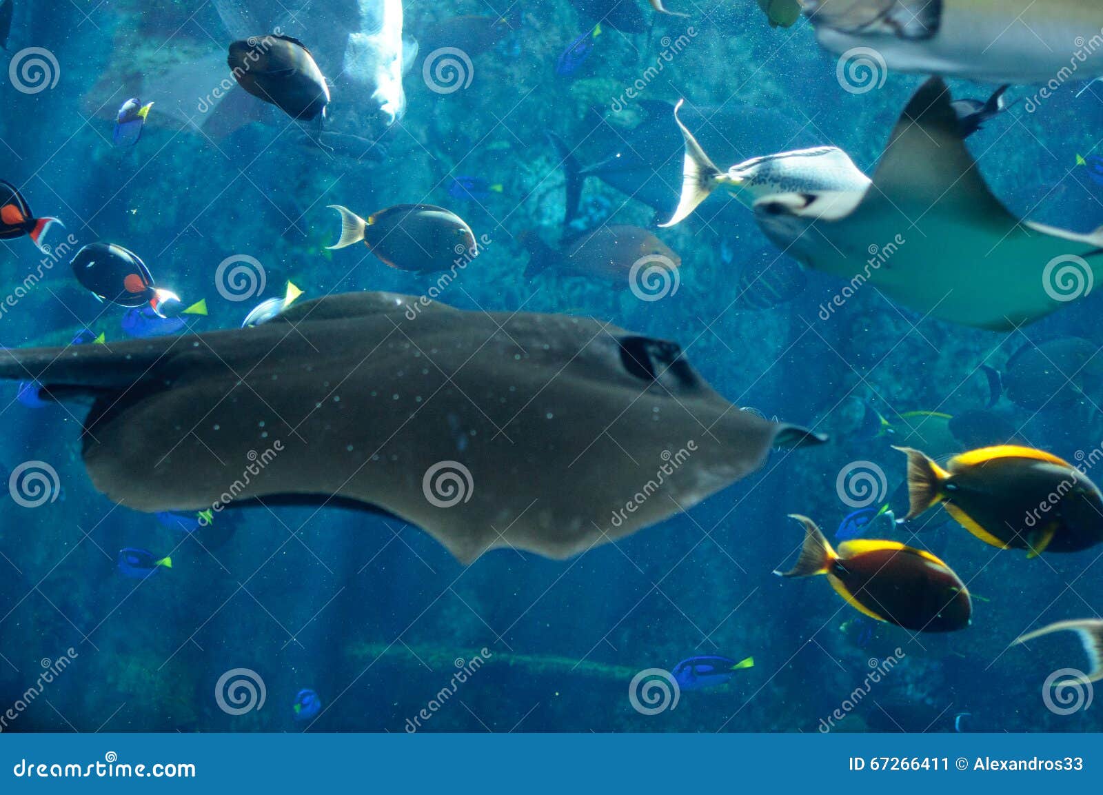 Underside of a Southern Stingray Under the Light Stock Image - Image of ...