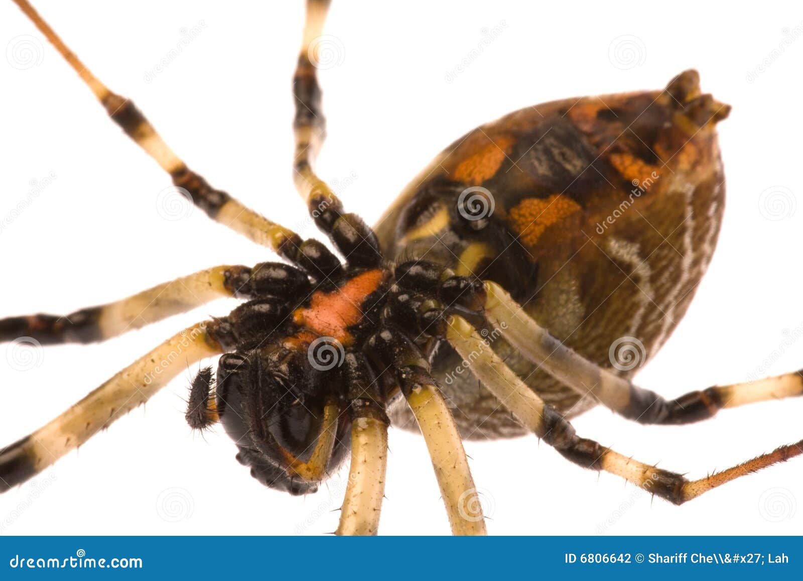 Underside of spider stock photo. Image of arachnid, tropical - 6806642