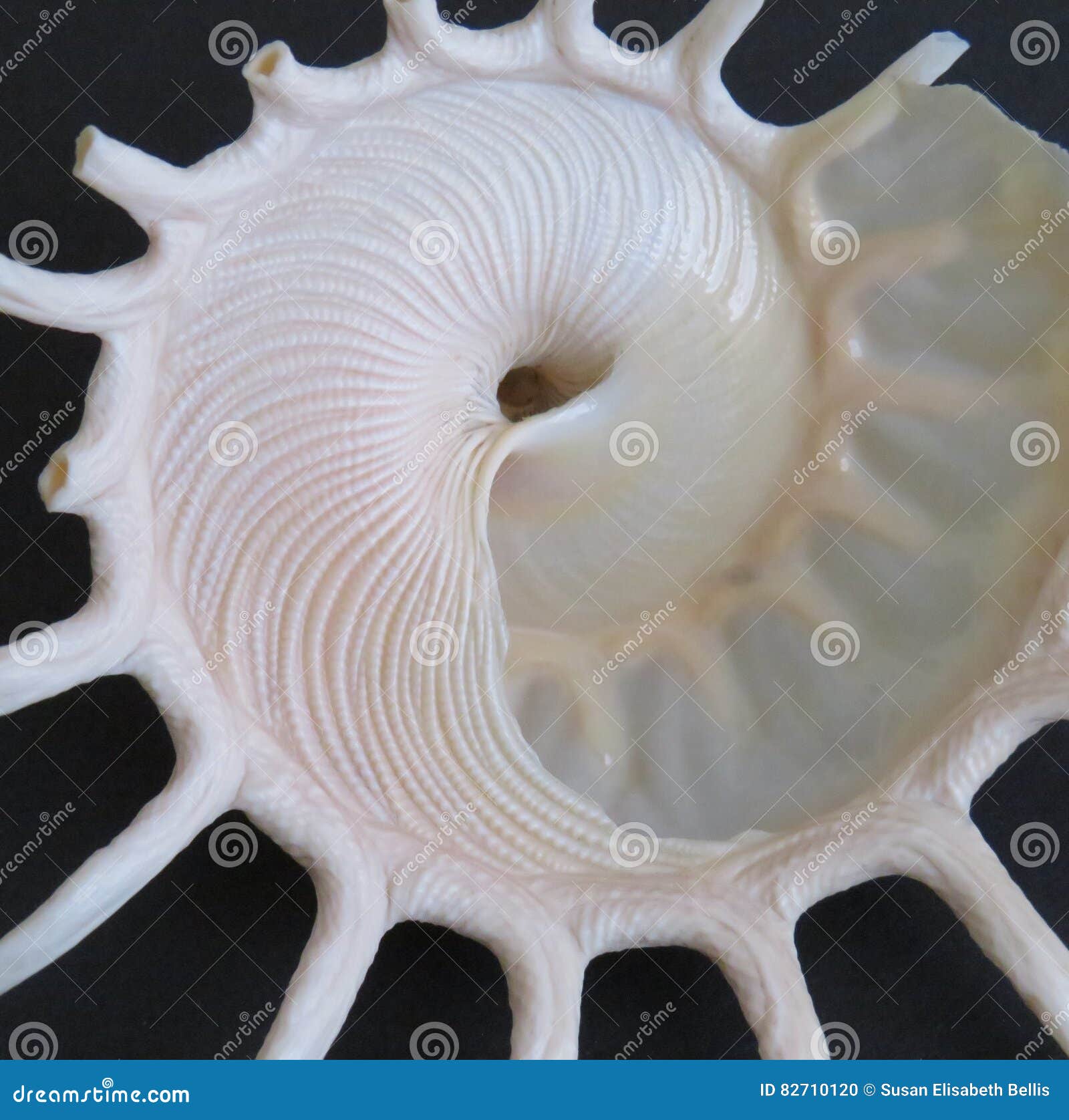 Underside of a Stellaria Solaris Seashell Stock Photo - Image of ...