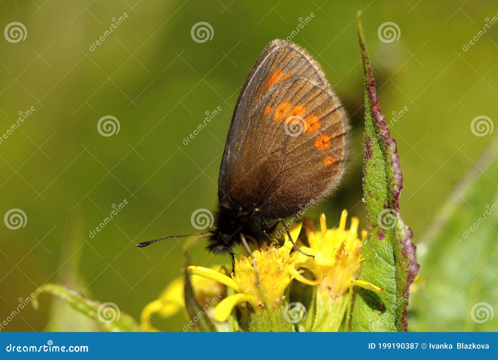 Underside of Sudeten Ringlet Stock Image - Image of plant, ringlet ...