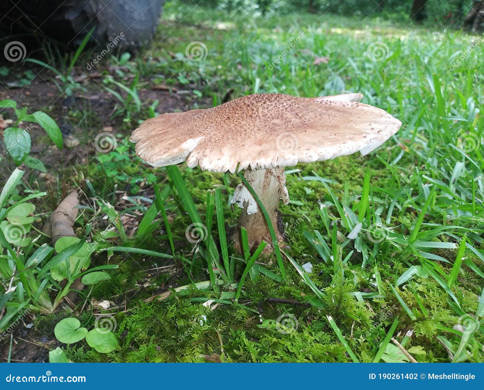 Toadstool Surrounded by Grass Stock Photo - Image of soil, surrounded ...
