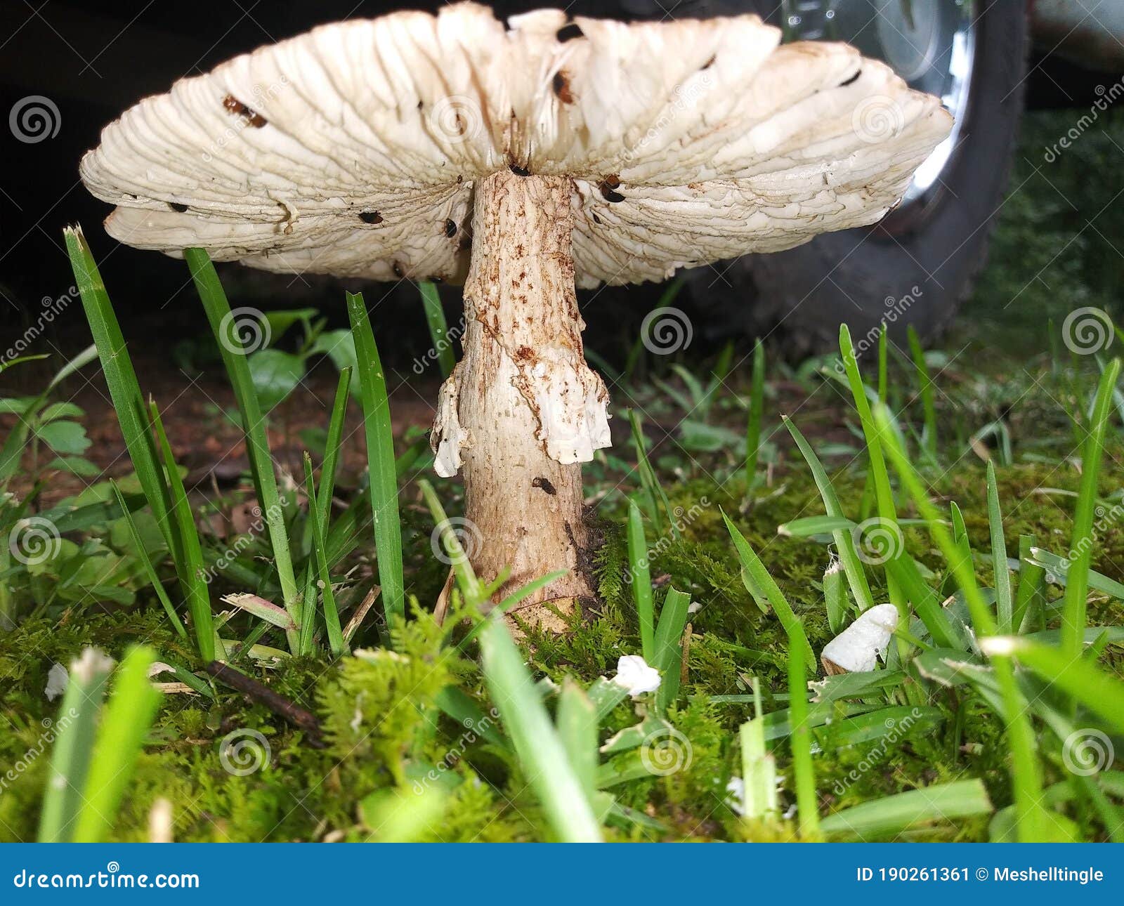 Underside of toad stool stock image. Image of closeup - 190261361