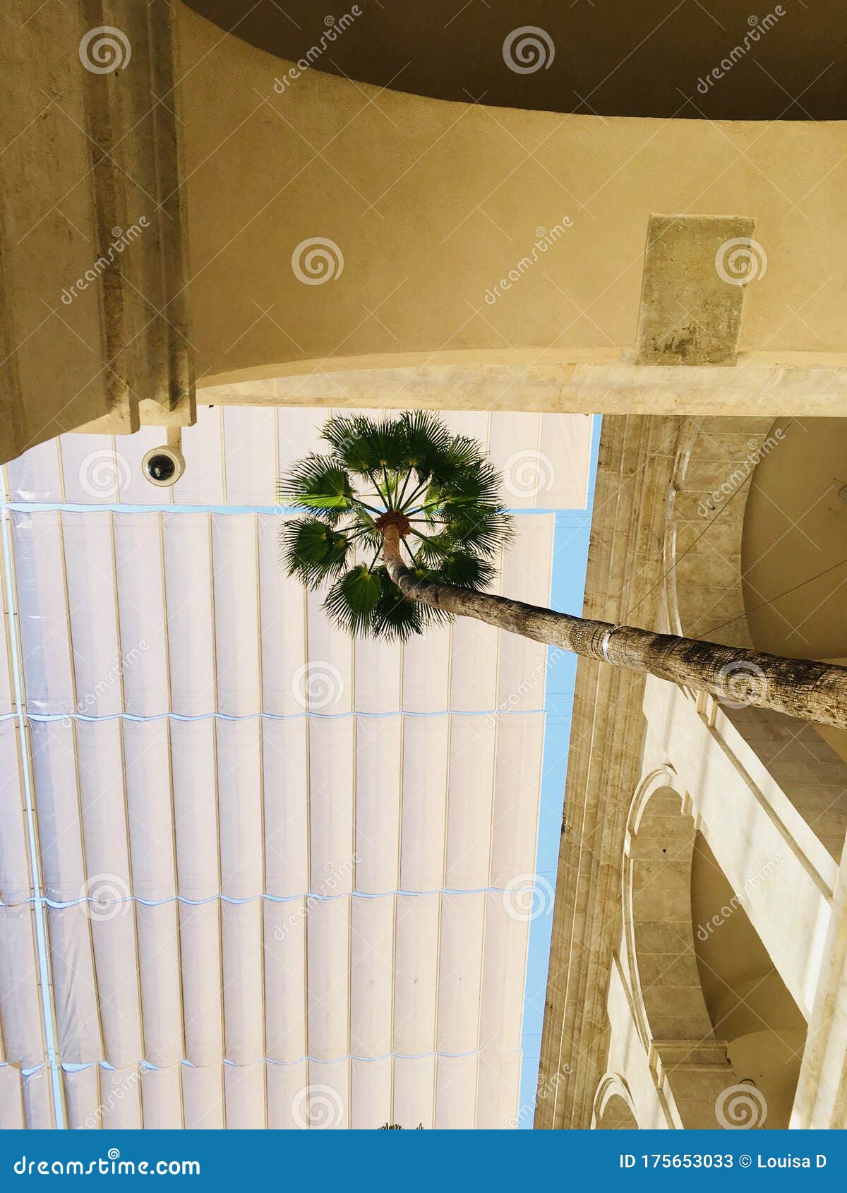 Underside View of Palm Tree Stock Image - Image of white, palm: 175653033