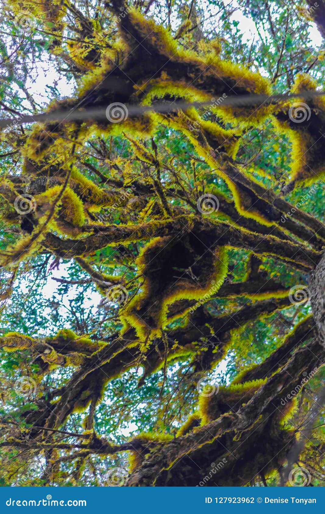 Spanish Moss Grows Even in Alaska Stock Photo - Image of greens ...