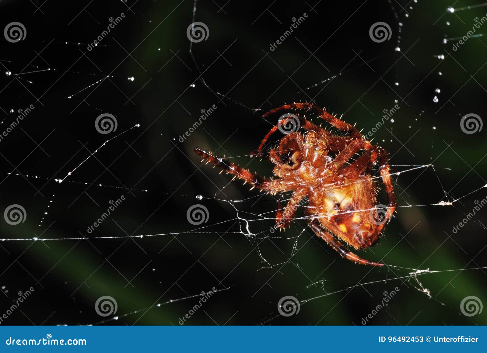 Underside View of a Spider Crawling on Its Web Stock Image - Image of ...