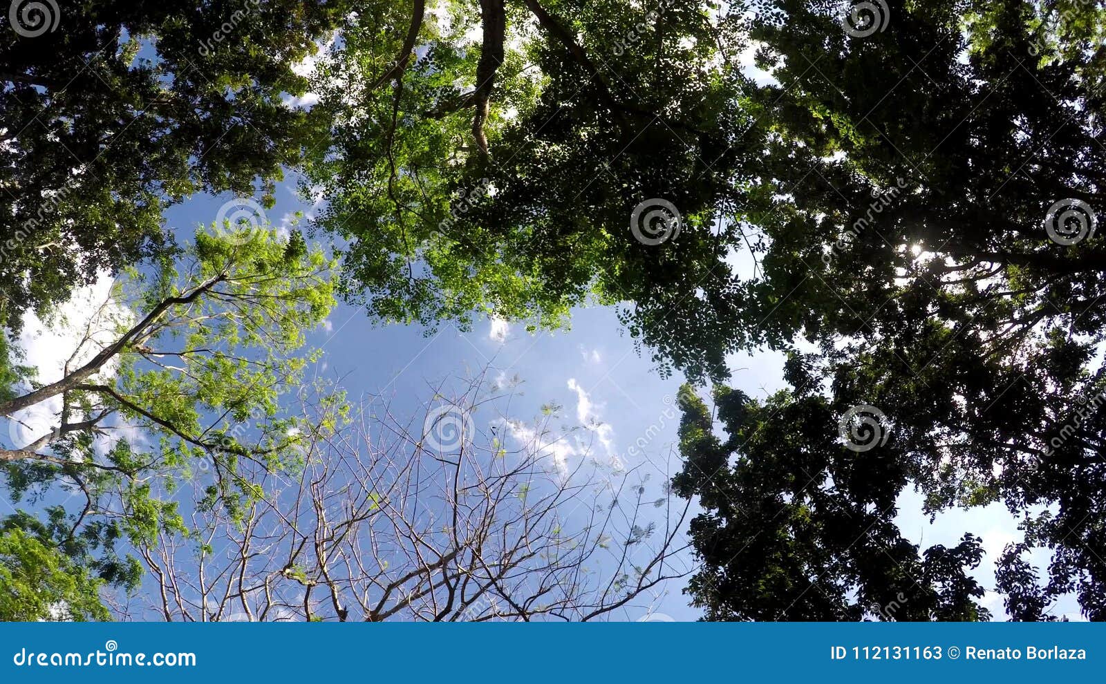 Underside View of Trees and Vegetation on Mountain Reserve Forest. Low ...