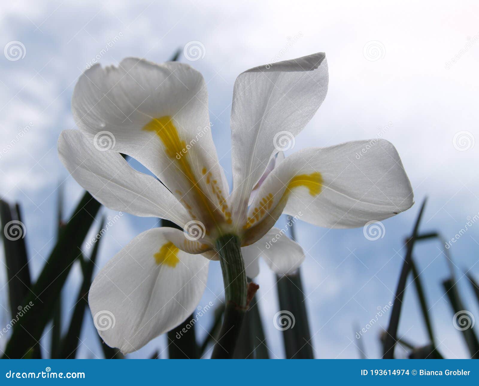 Underside White Flower with Yellow Stock Photo - Image of nature, pink ...
