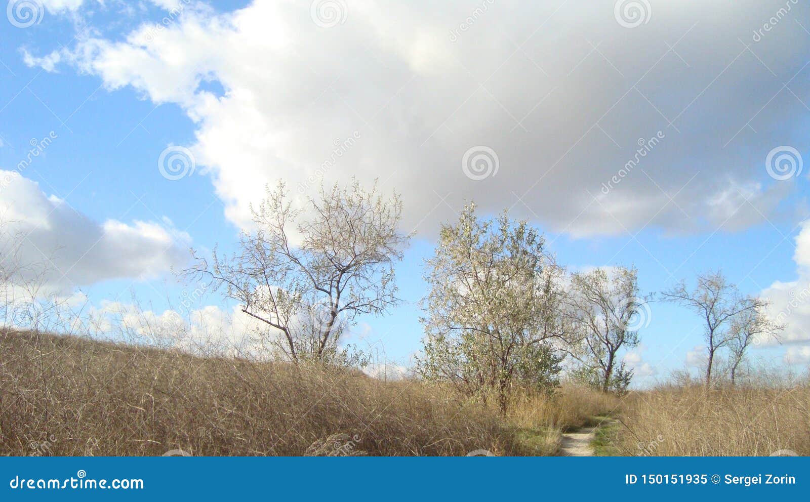 Undersized Trees on an Overgrown Field Under Clouds of Blue Sky on a ...