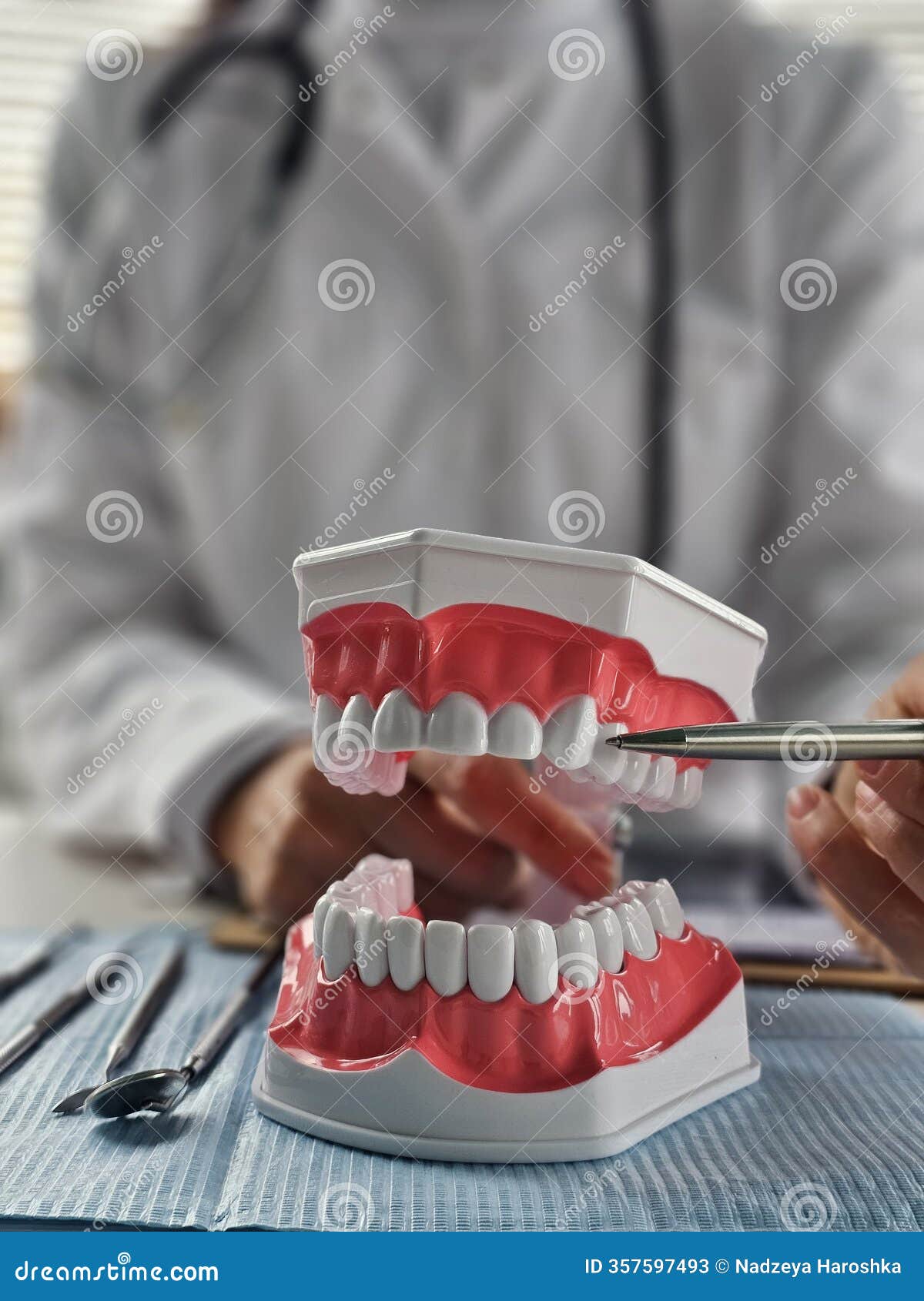 Understanding Dental Anatomy through a Teeth Model during a Dental ...