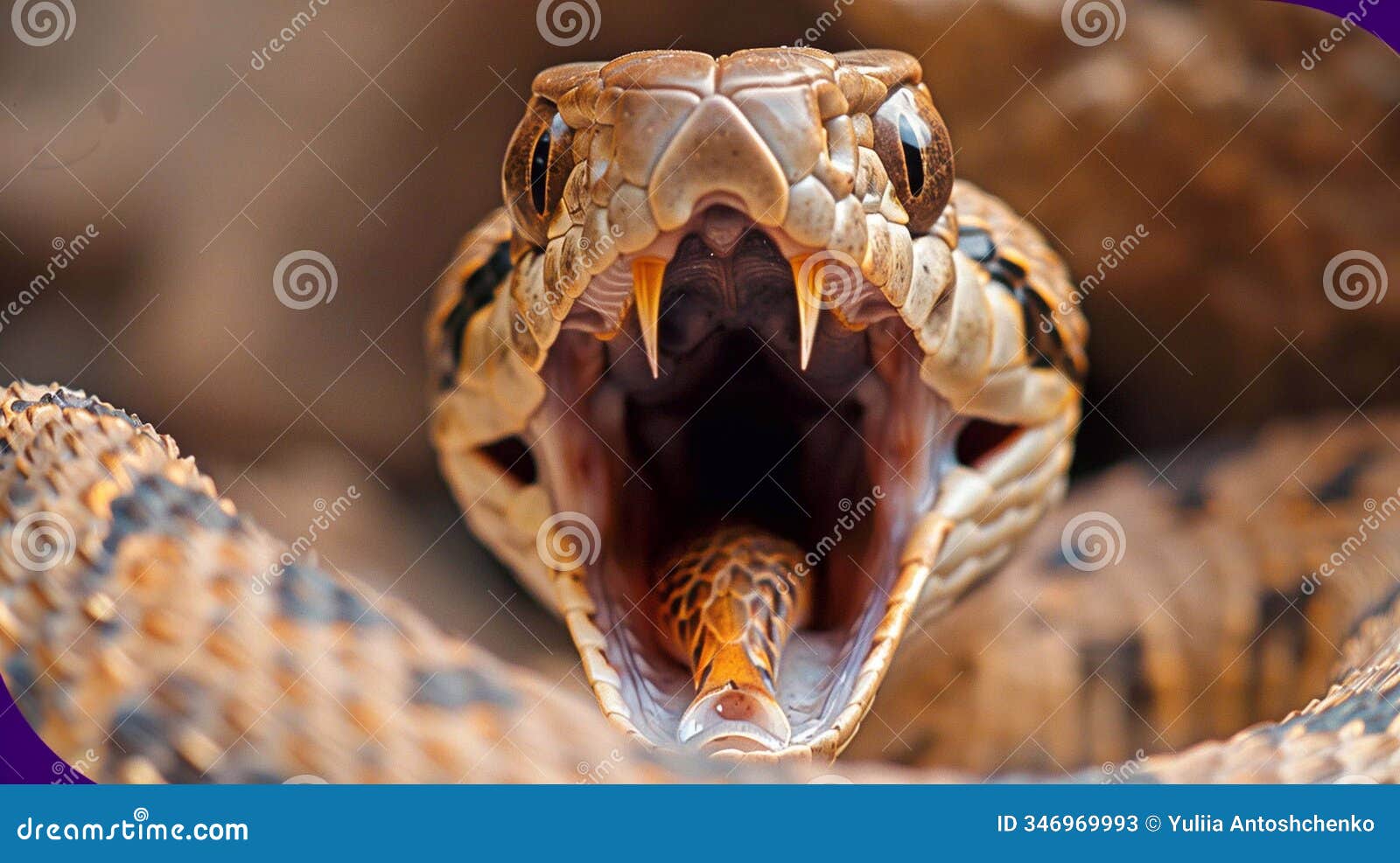 Understanding First Aid for Venomous Snake Bites Can Save Lives in ... Understanding First Aid for Venomous Snake Bites Can Save Lives in ...