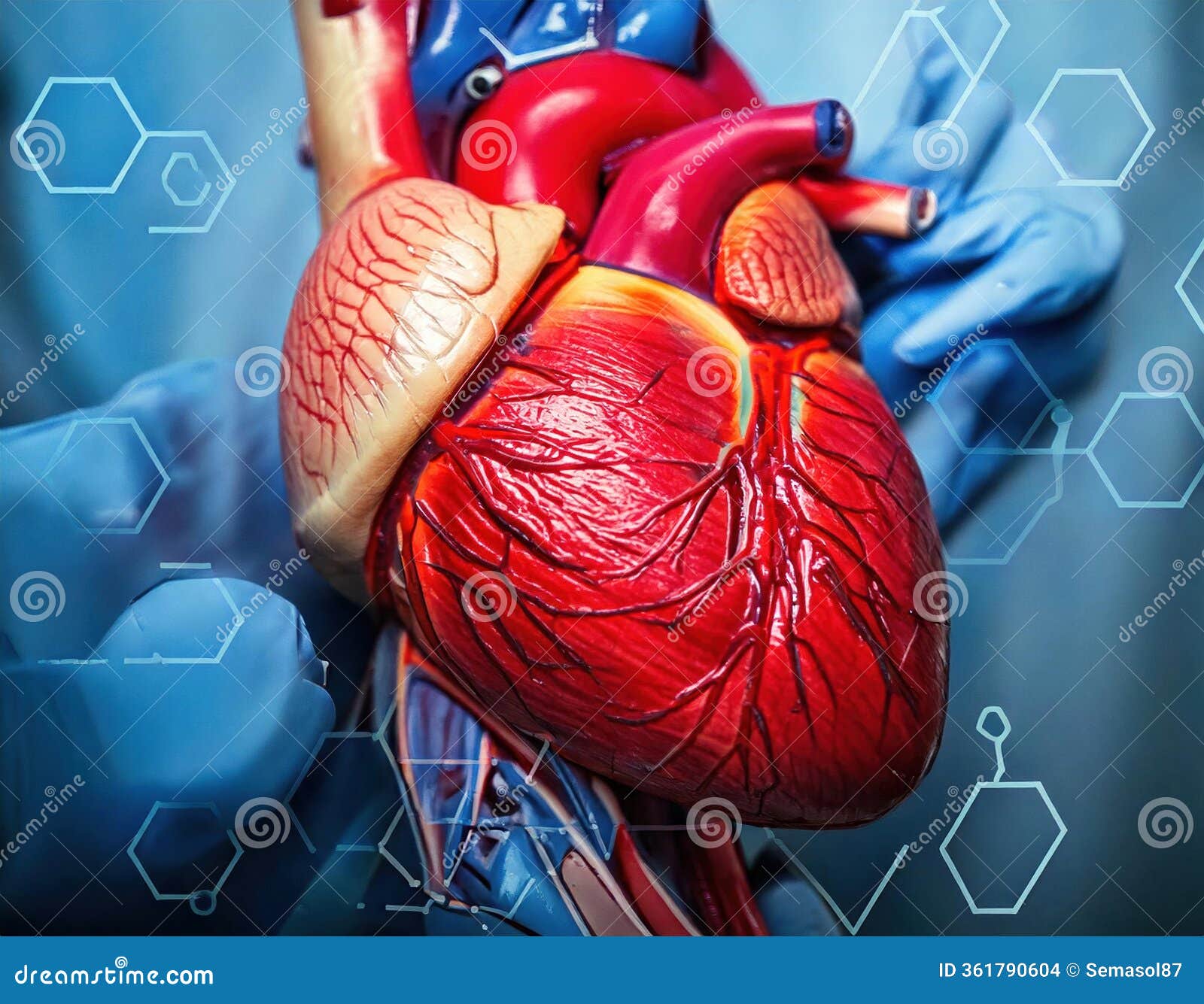 Understanding Human Anatomy with a Focus on the Heart Model in a Lab ...