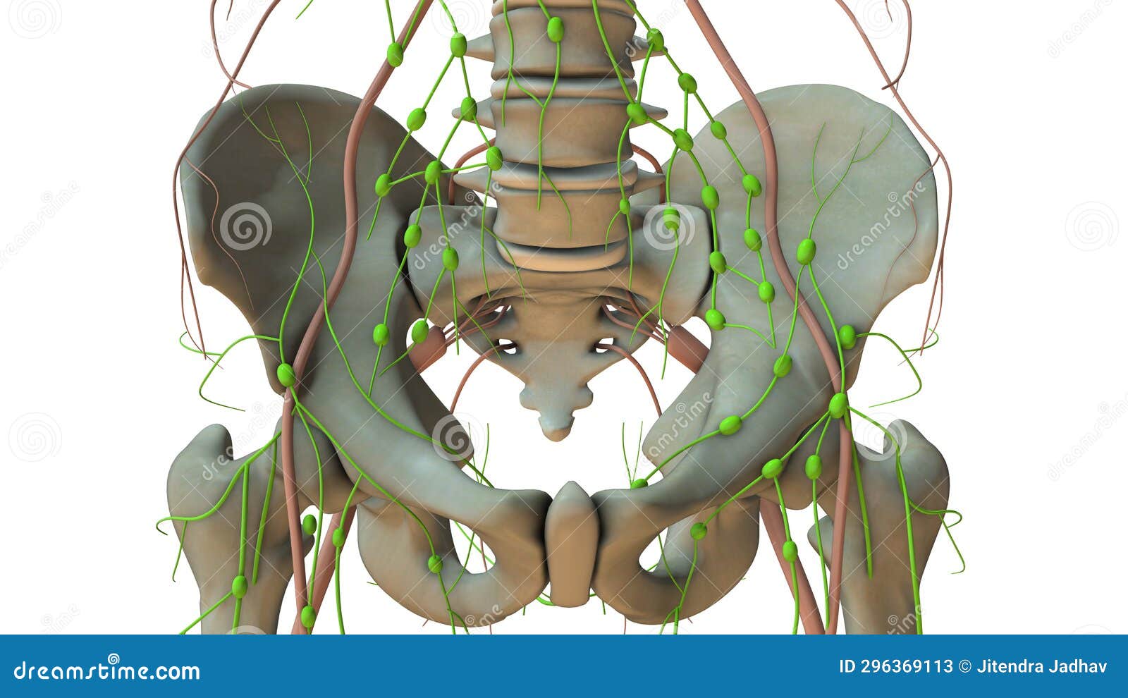 Understanding the Human Lymphatic Network Stock Image - Image of ...