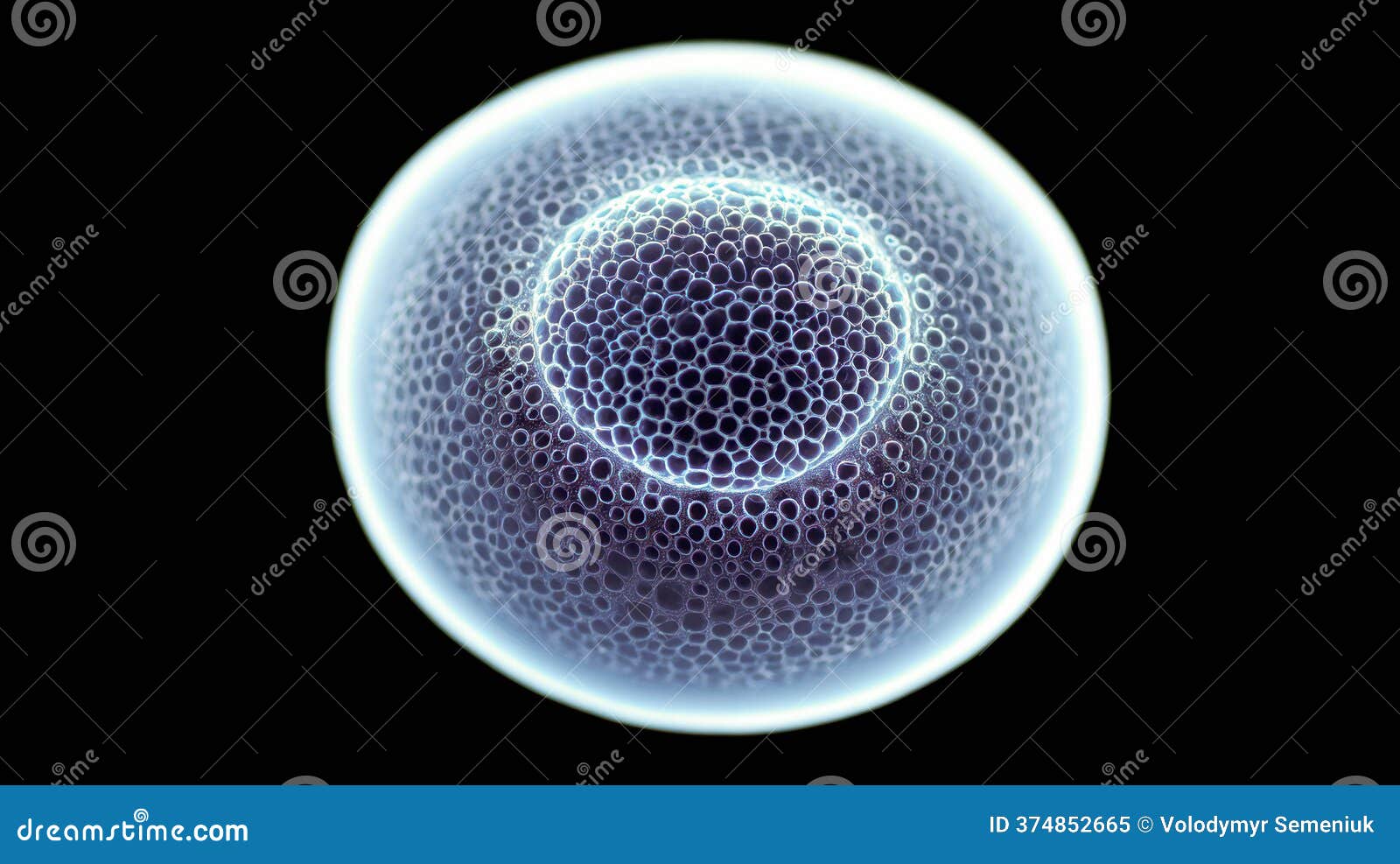 Understanding Orthogenesis In The Formation Of Multicellular Organisms ...