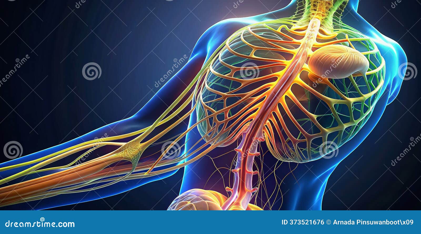 Sciatica Bone Disease Sciatic Back Pain Hip Bone Cartoon Vector ...