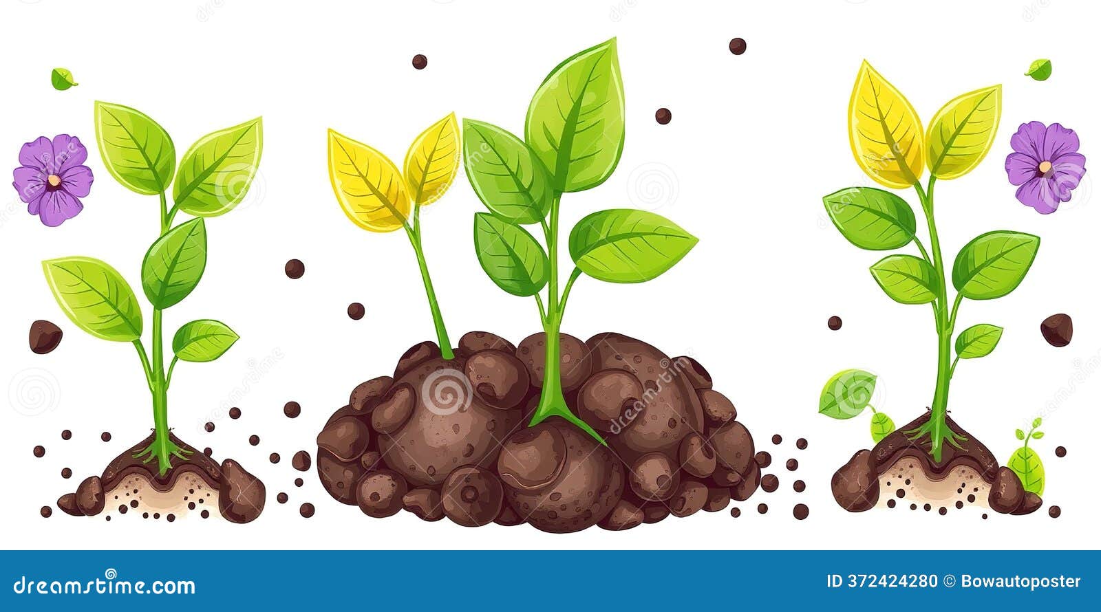 Understanding Seedling Development A Comprehensive Visual Guide To ...