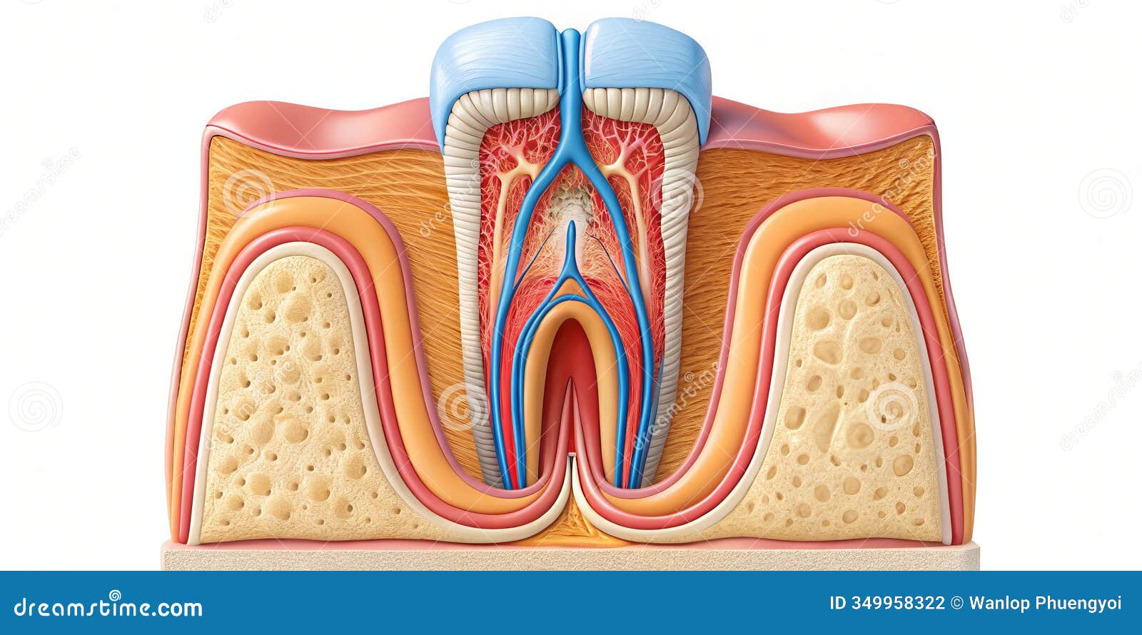 Understanding Tooth Anatomy: A Comprehensive Illustration Of Enamel ...