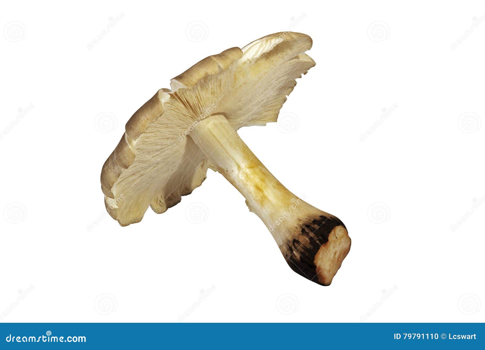 Underview of Natural Organic Mushroom Pattern and Textures Stock Photo ...