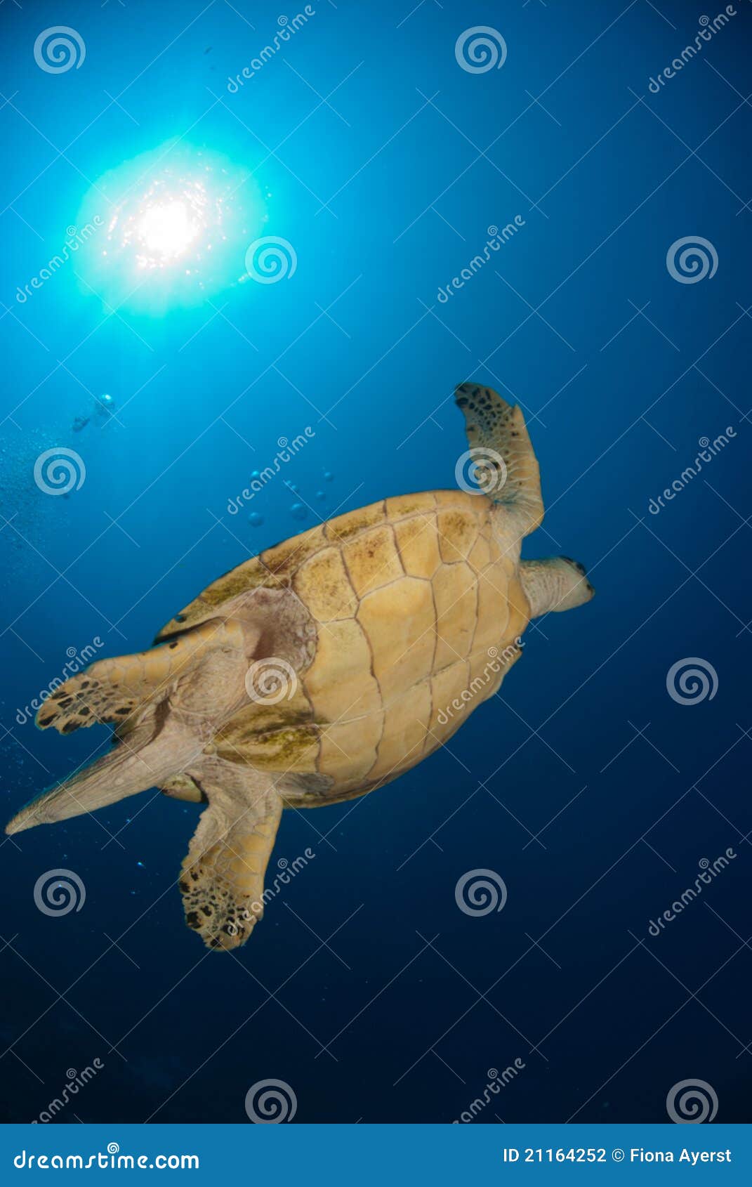 Underview of a sea turtle stock photo. Image of turtle - 21164252