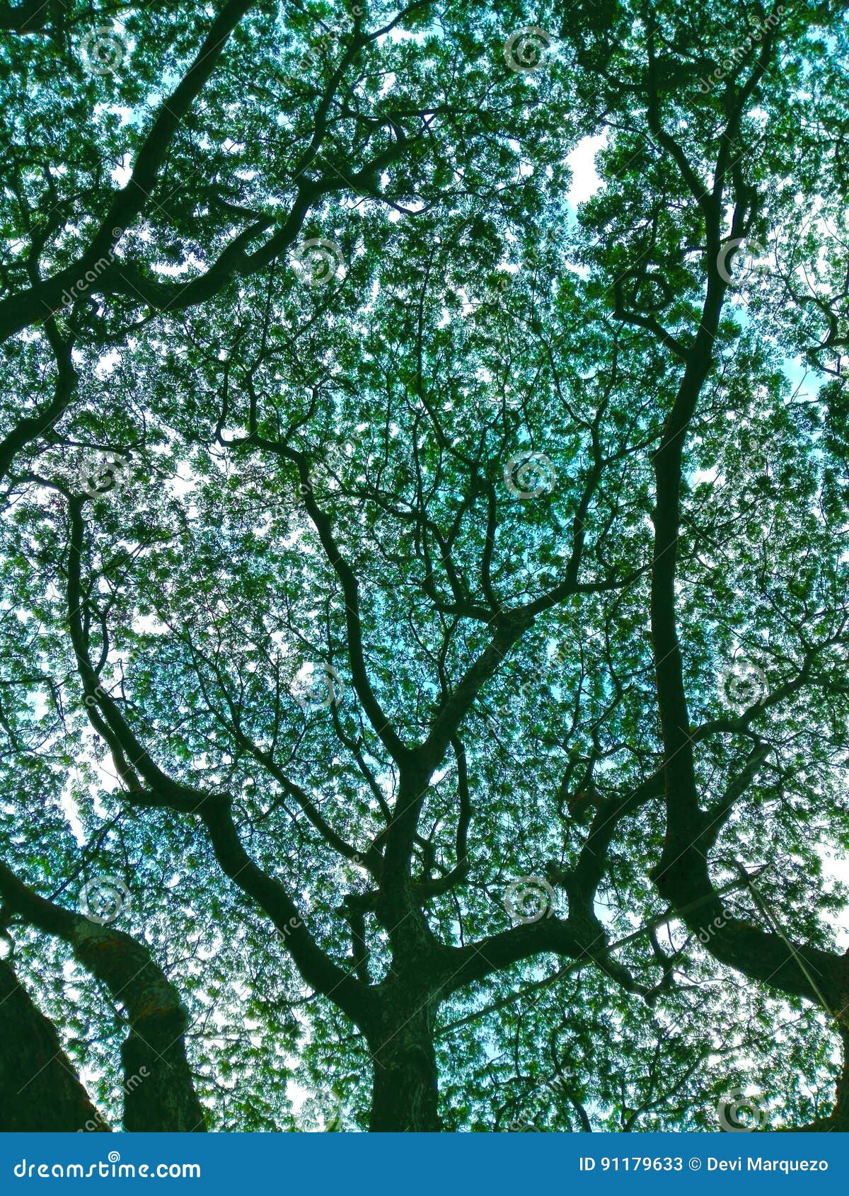 Underview of a Tree stock image. Image of light, tropical - 91179633