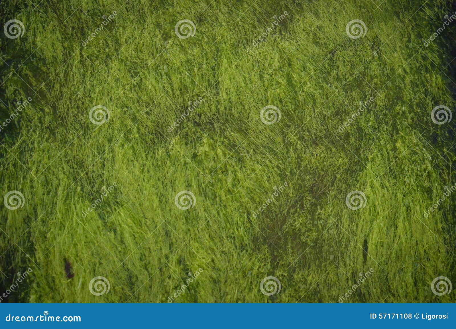 Underwater Abstract Background with Green Seaweed Stock Photo - Image ...