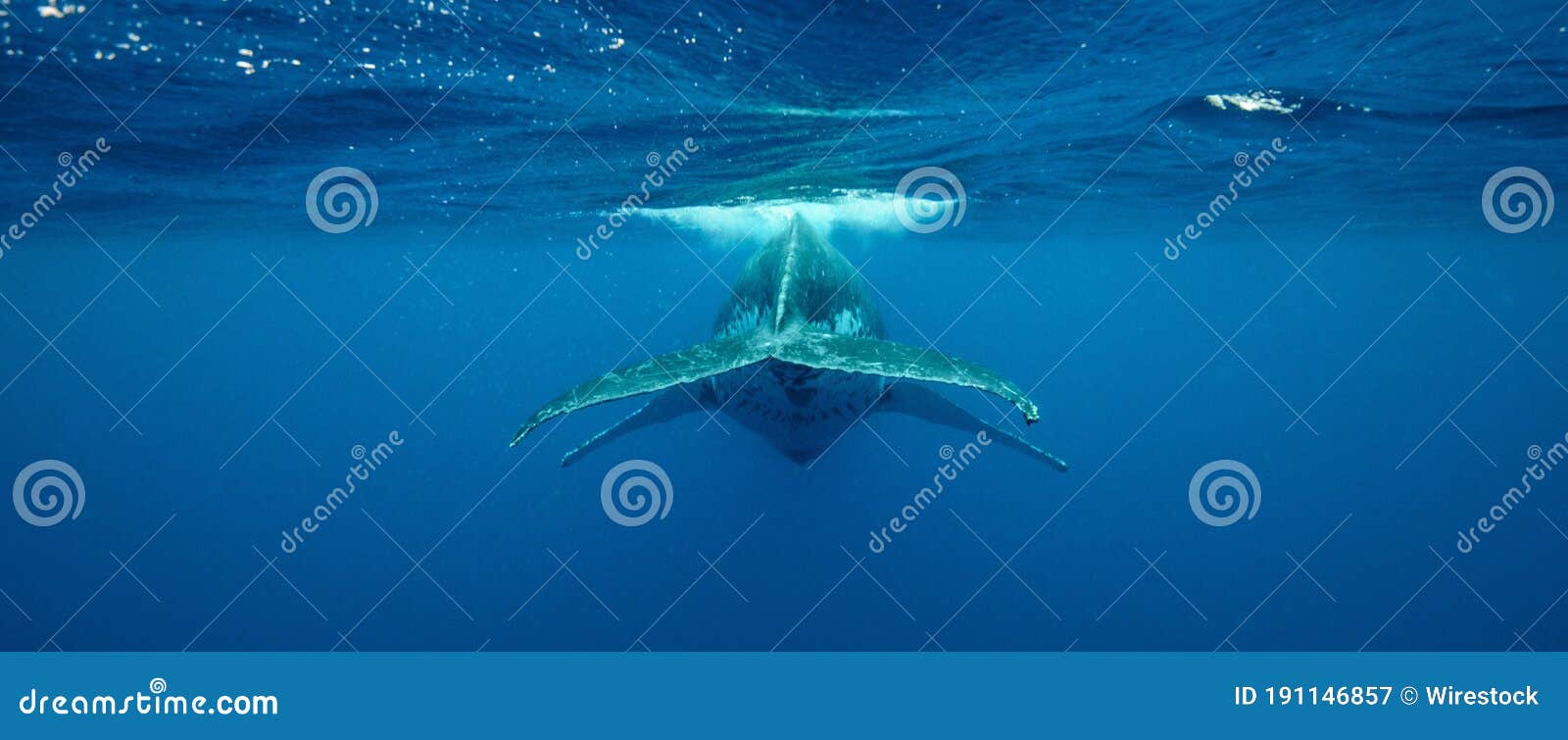 Underwater Back View of a Humpback Whale Swimming Near the Surface ...