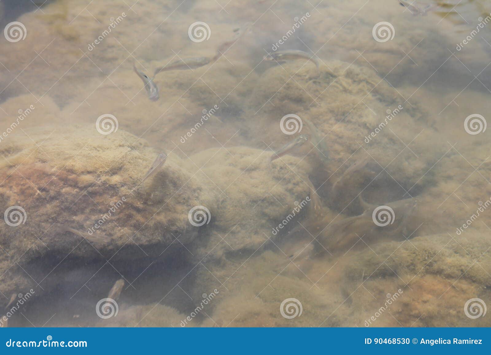 Underwater stock photo. Image of river, stone, fish, bridge - 90468530