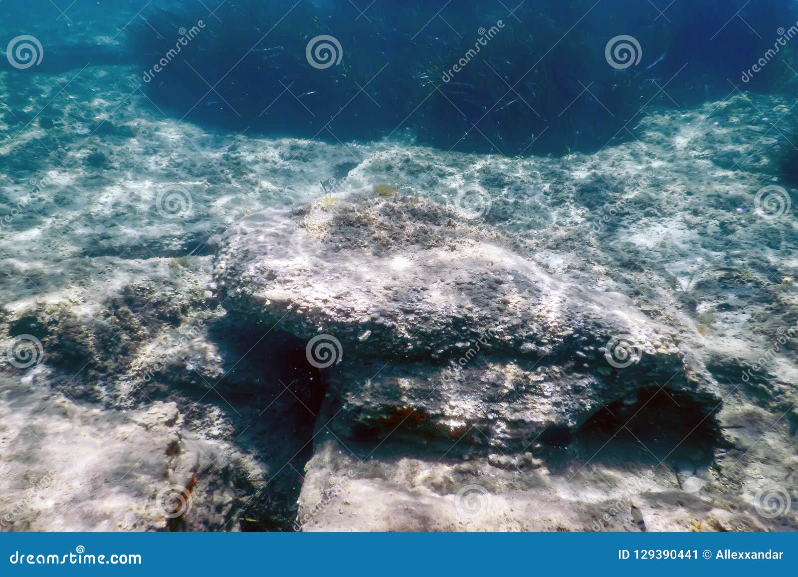 Underwater Background with Seaweed Stock Image - Image of grass, flora ...