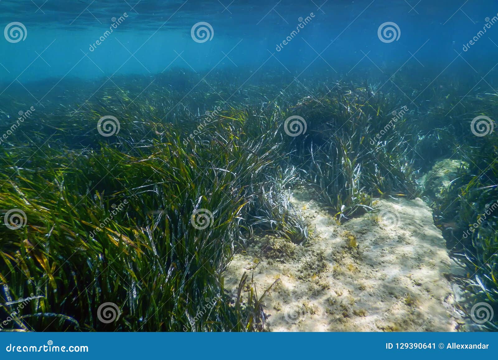 Underwater Background with Seaweed Stock Image - Image of plankton ...