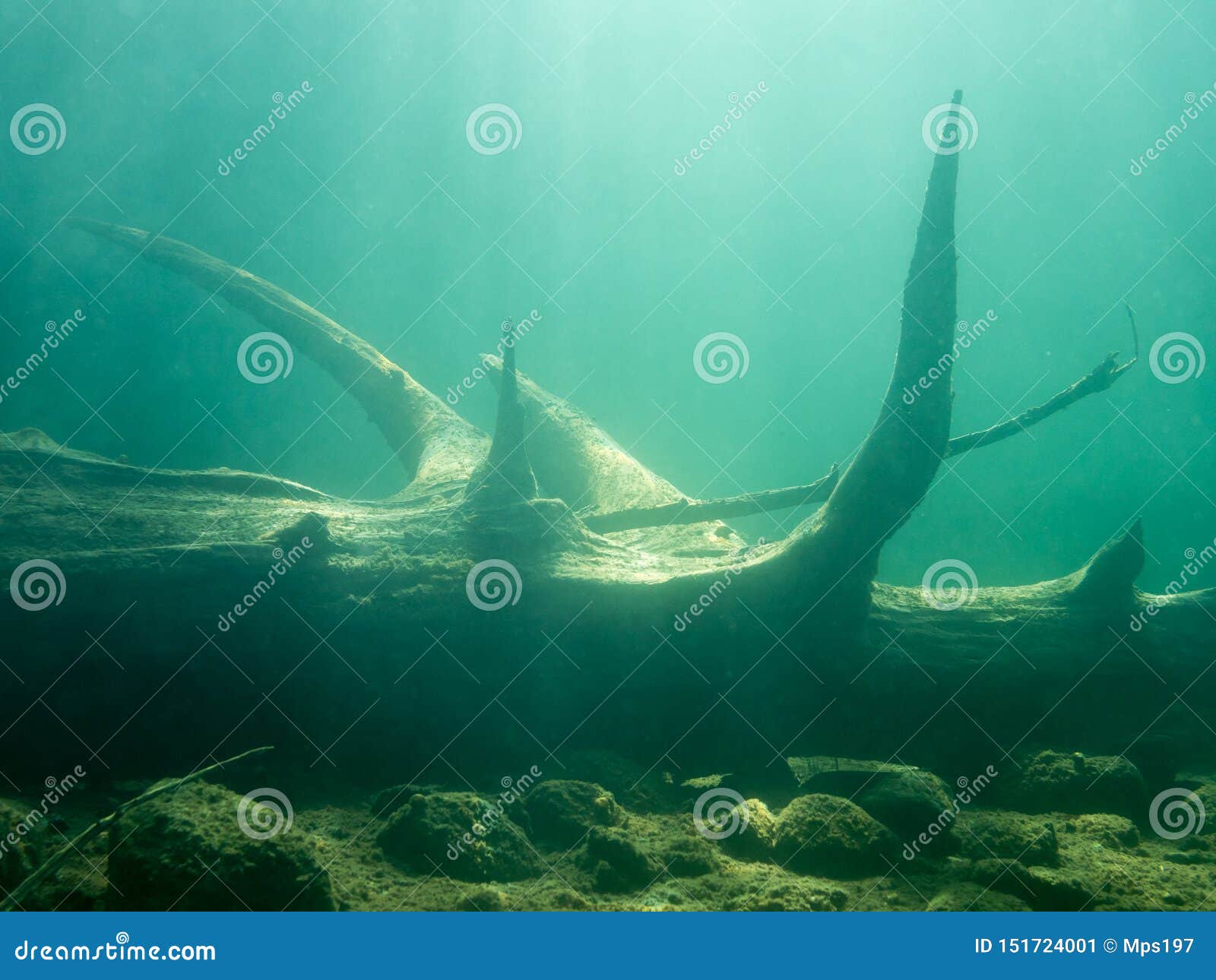 Underwater Backlight View of Old Sunken Tree with Branches Stock Image ...