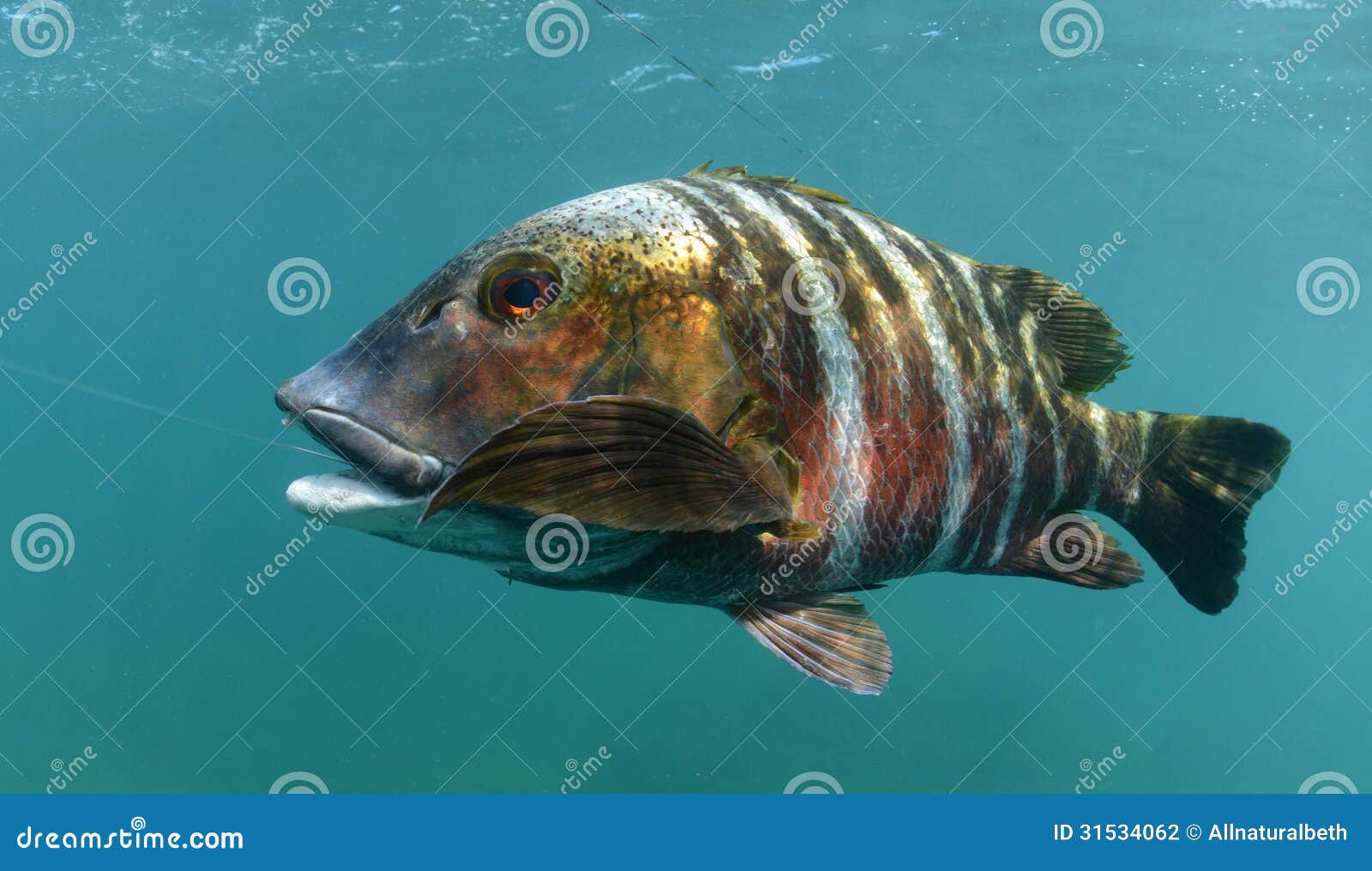 Underwater Barrado Dos Peixes Do Pargo Foto de Stock - Imagem de pesca ...