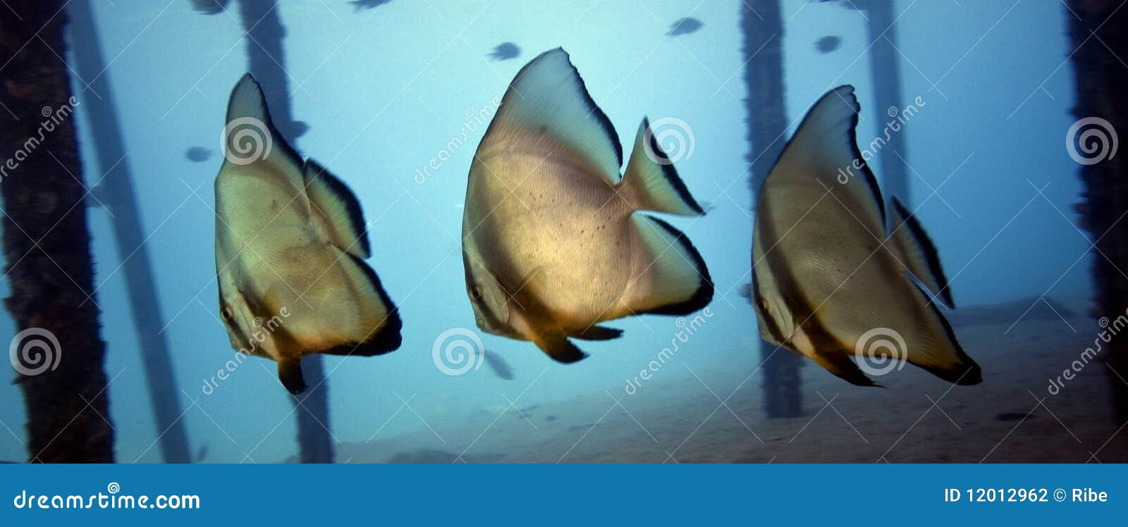 Underwater - Batfishes ( Platax Orbicularis ) Stock Photo - Image of ...