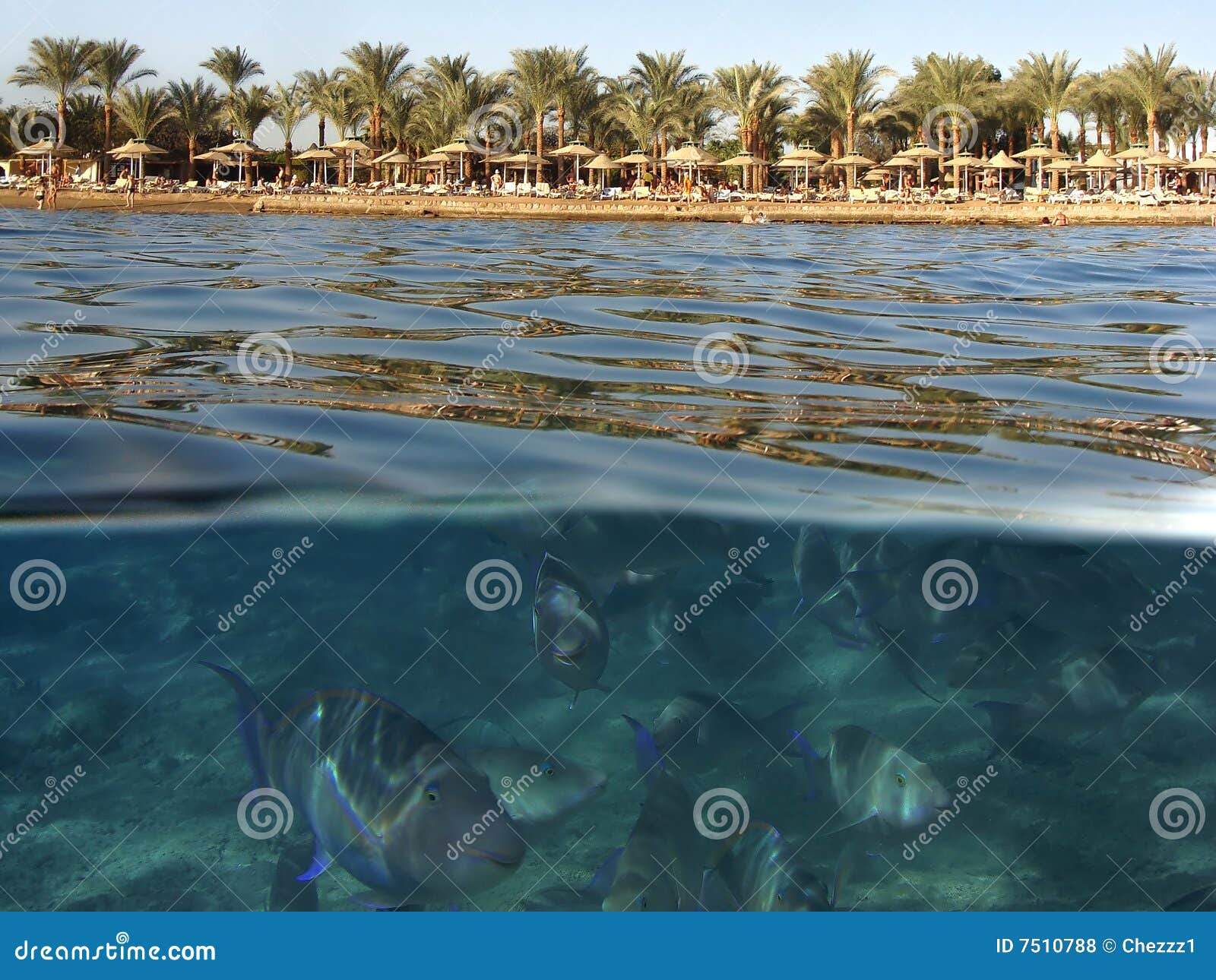 Underwater and beach stock photo. Image of trees, seashore - 7510788