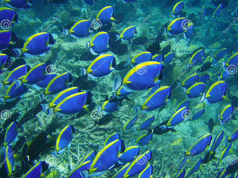 Underwater: blue fish stock image. Image of aquarium - 15673203